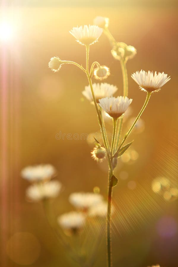 Flowers and sun stock photo. Image of aroma, background - 20741590