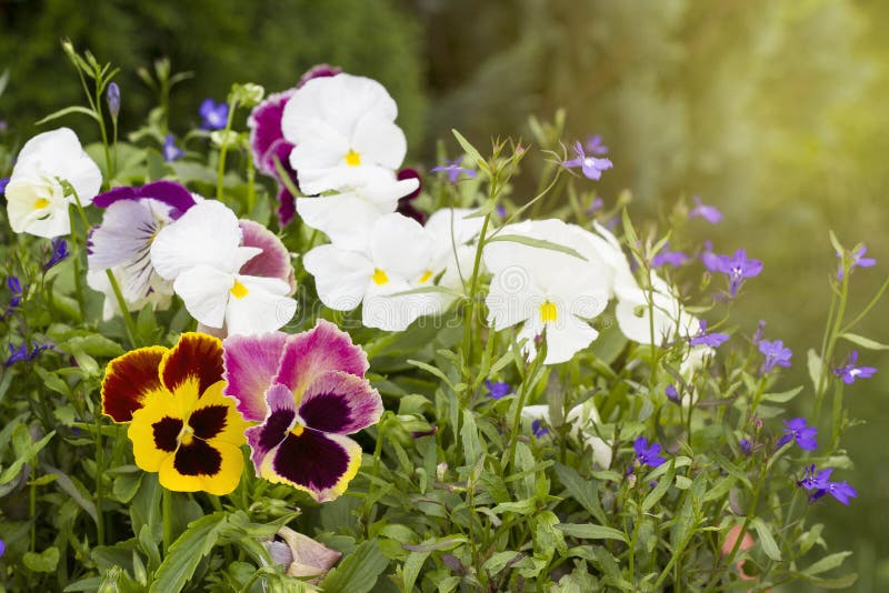 Flowers in sun rays stock photo. Image of field, fresh - 54087534