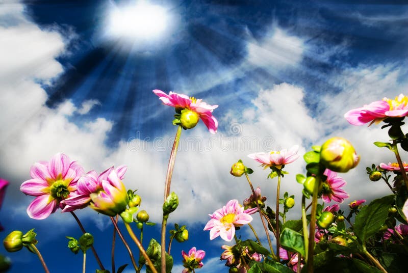 Flowers in the sunlight stock photo. Image of blossom - 27904822