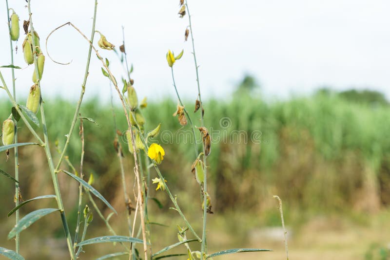 The Flowers of the Sunn Hemp Tree Stock Image - Image of color, flower ...
