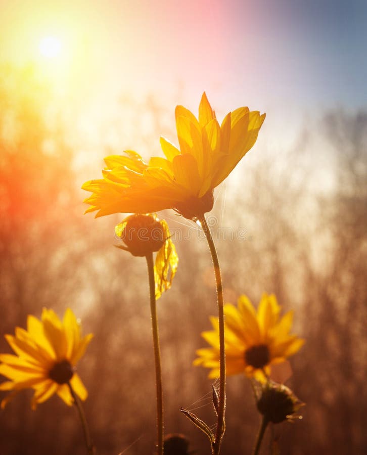 Daisy Flower Field Over Sunset Stock Photo - Image of nature, flower ...