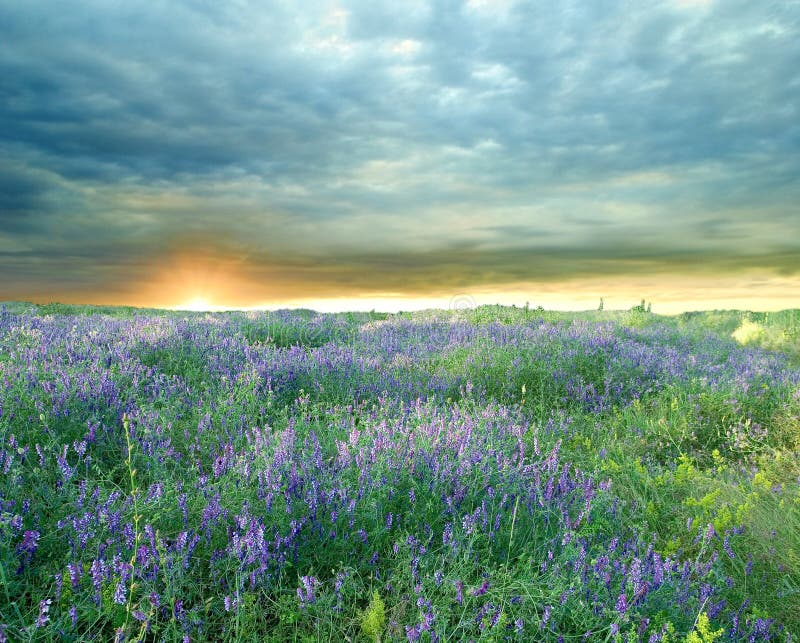 Flowers on sunset stock photo. Image of quiet, outdoor - 8020882