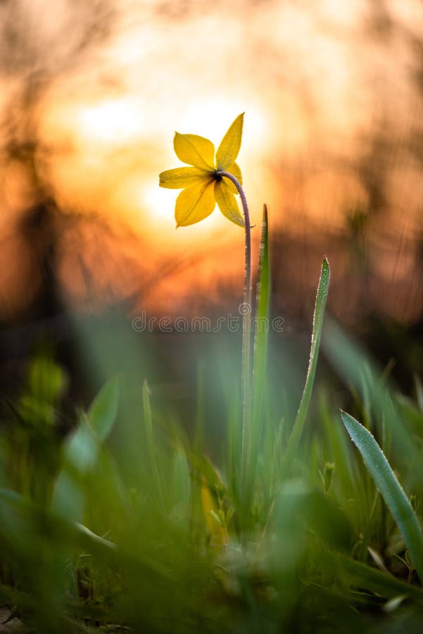 Flowers at sunset stock image. Image of leaf, meadow - 216809355