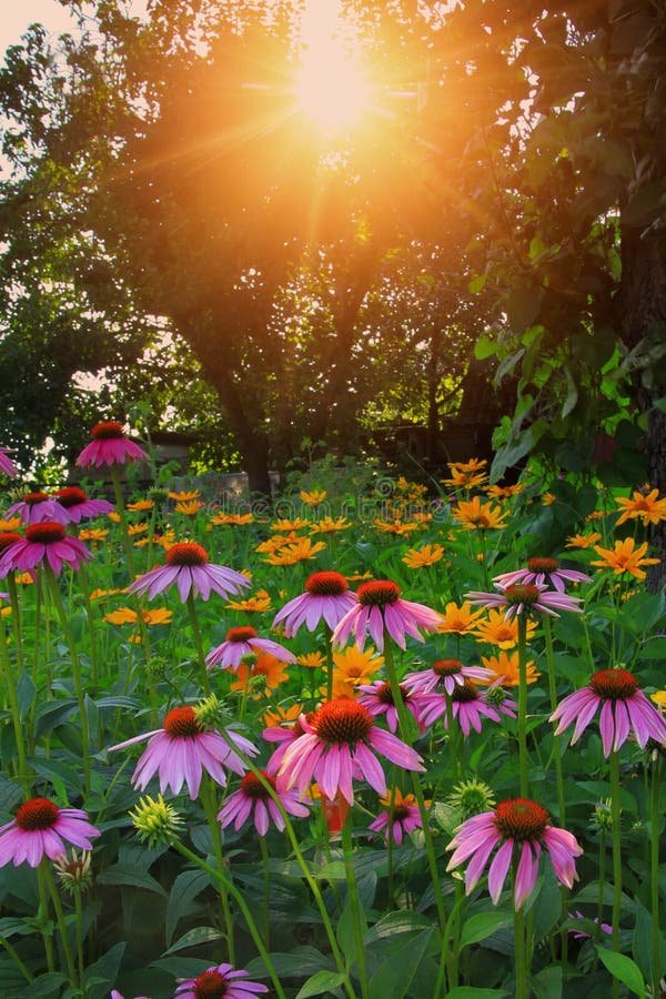 Flowers at sunset stock photo. Image of germ, beauty - 36816240