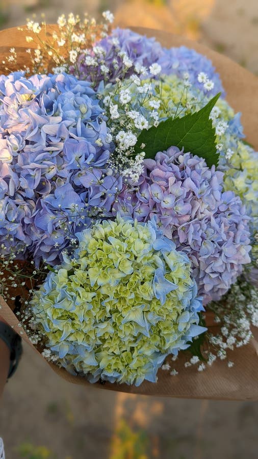 Flowers in the Sunset. Nature, Bunch of Flowers. Violet, Blue and ...