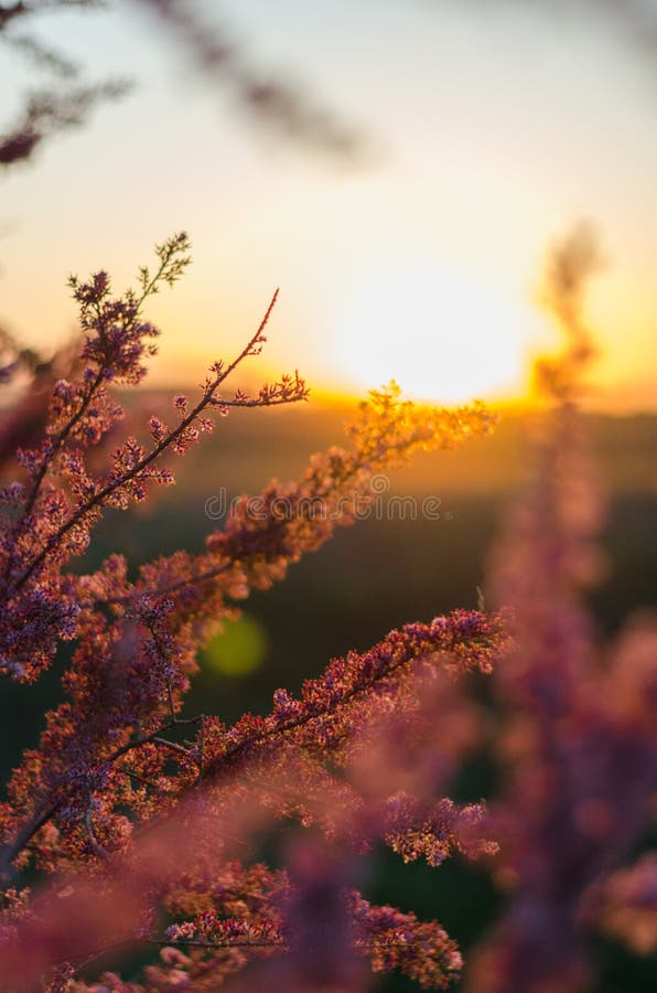 Flowers in the sunset stock photo. Image of warm, nature - 88496964
