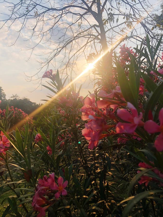 Flowers in the sunset stock image. Image of nopeople - 220773183