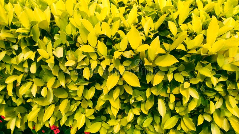 Flowers for Surrounding Beautification. Stock Image - Image of white ...