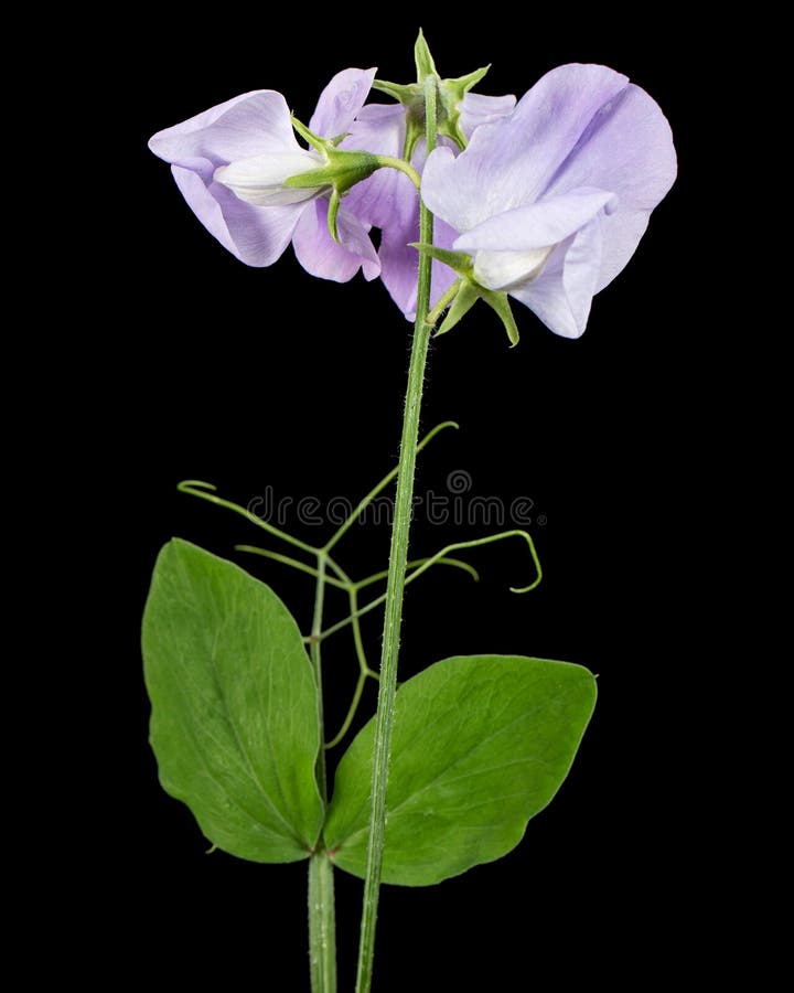 Flowers of Sweet Pea, Isolated on Black Background Stock Image - Image ...