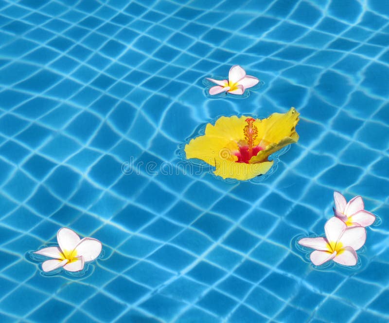 Flowers in the Swimming Pool Stock Image - Image of water, beautiful ...
