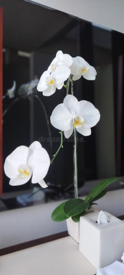 Humility Amd Stock Photos - Free & Royalty-Free Stock Photos from ...