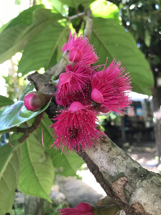 Flowers of Syzygium. stock photo. Image of biology, botany - 95226464