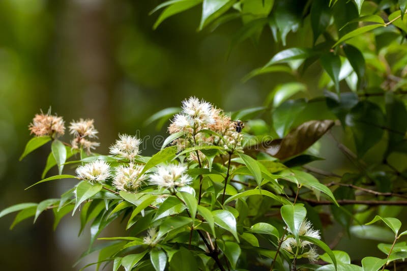 Flowers of Syzygium Zeylanicum Stock Photo - Image of rainforest ...