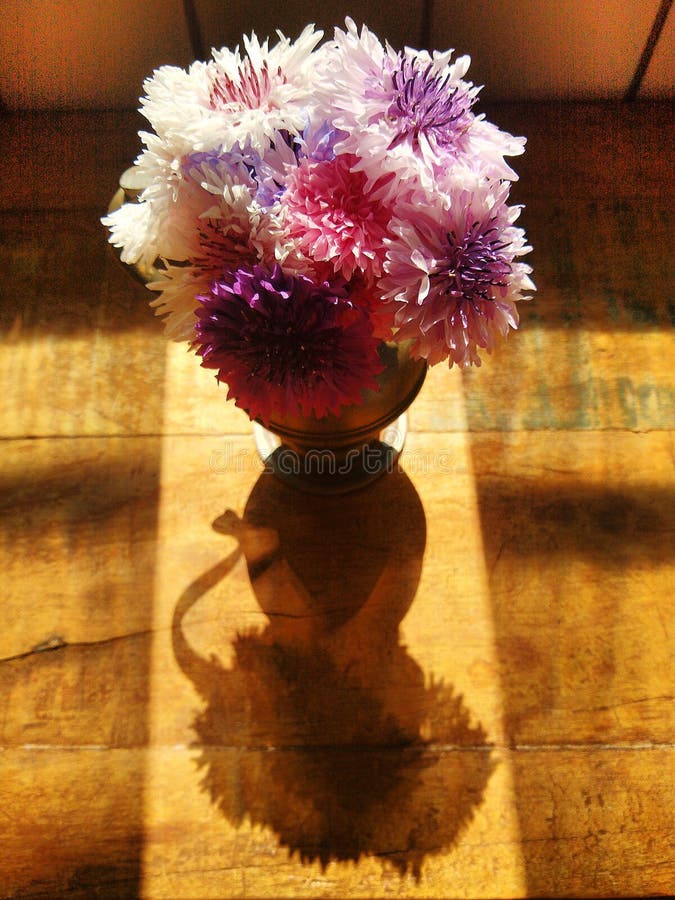 Flowers on a Table with Sunlight Stock Image - Image of backdrop ...