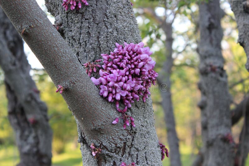 Flowers on the Table Wood. Cercis. Stock Image - Image of blue, acacia ...