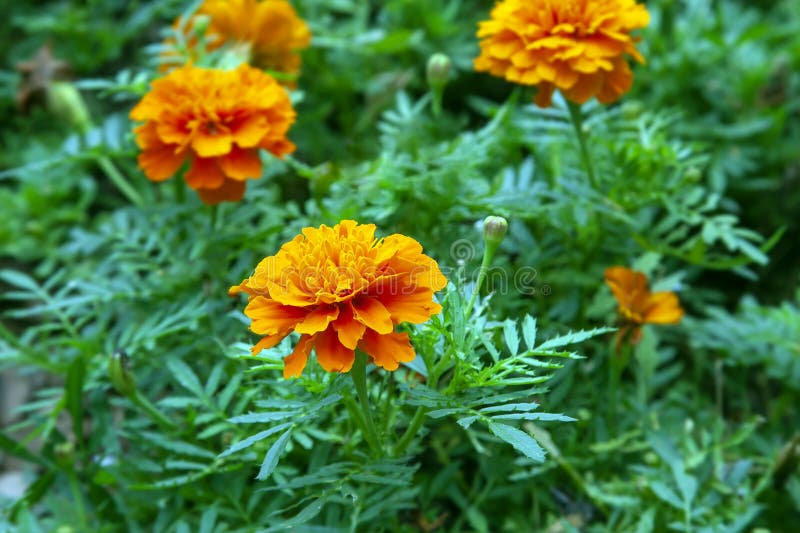 Flowers of Tagetes patula stock image. Image of growth - 228506803