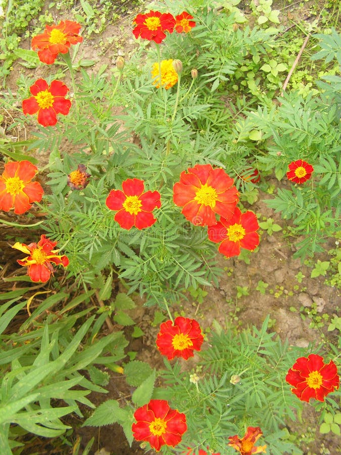 Flowers of Tagetes Patula, Vertical Natural Photo Stock Photo - Image ...