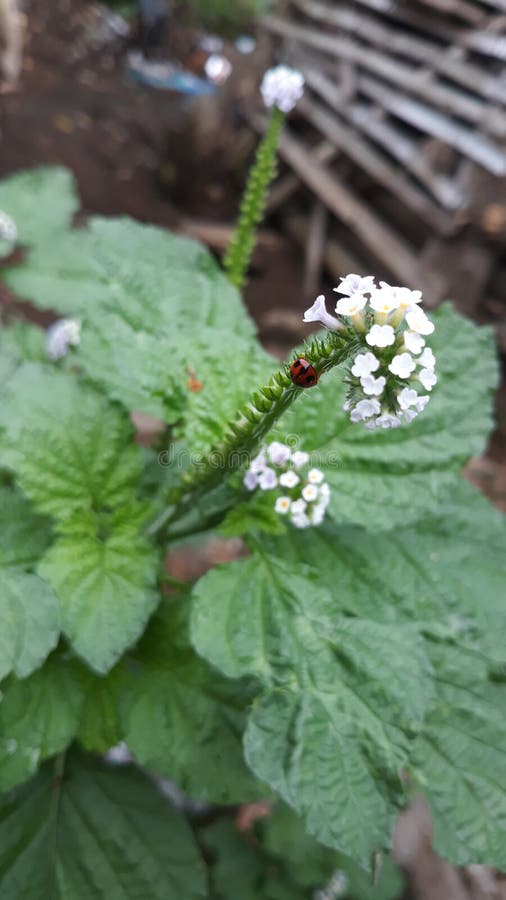 Flowers Take from High Point Stock Photo - Image of herb, plant: 201946382