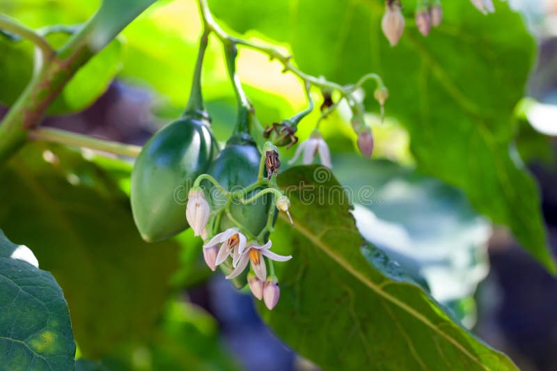 Flowers of a Tamarillo, Solanum Betaceum Stock Image - Image of fruit ...