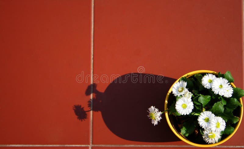 Flowers on a terrace stock photo. Image of patio, dwelling - 770644