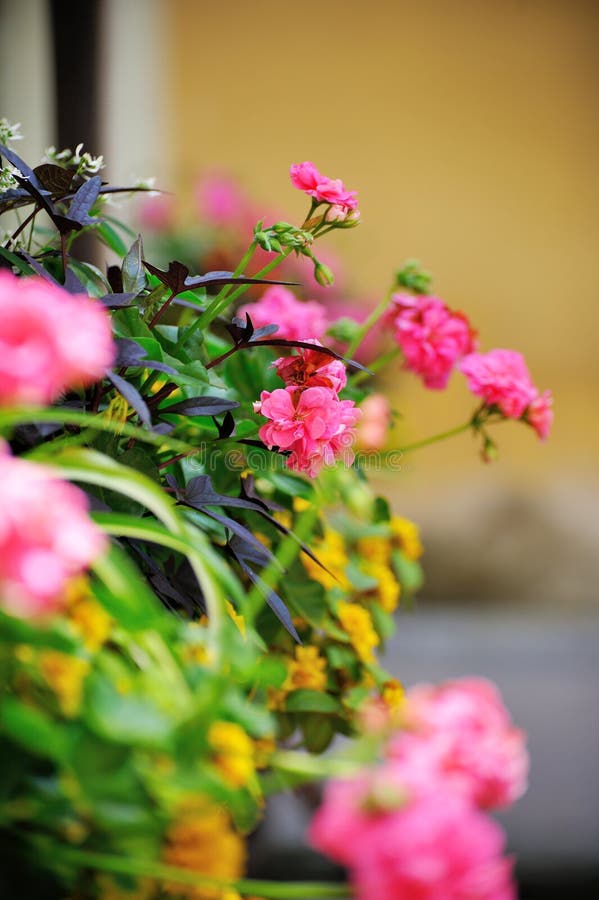 Flowers on the terrace stock image. Image of decoration - 98316409