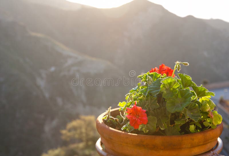 Flowers in Terracotta Bowl at Sunset Stock Photo - Image of sicily ...
