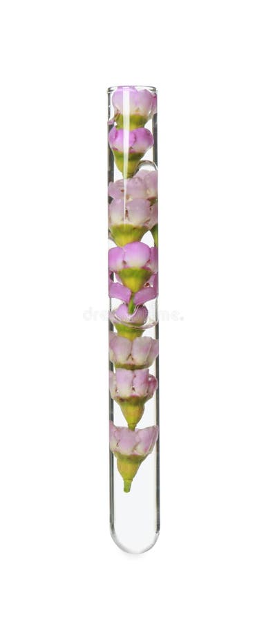 Flowers in Test Tube on White Background Stock Photo - Image of flowers ...