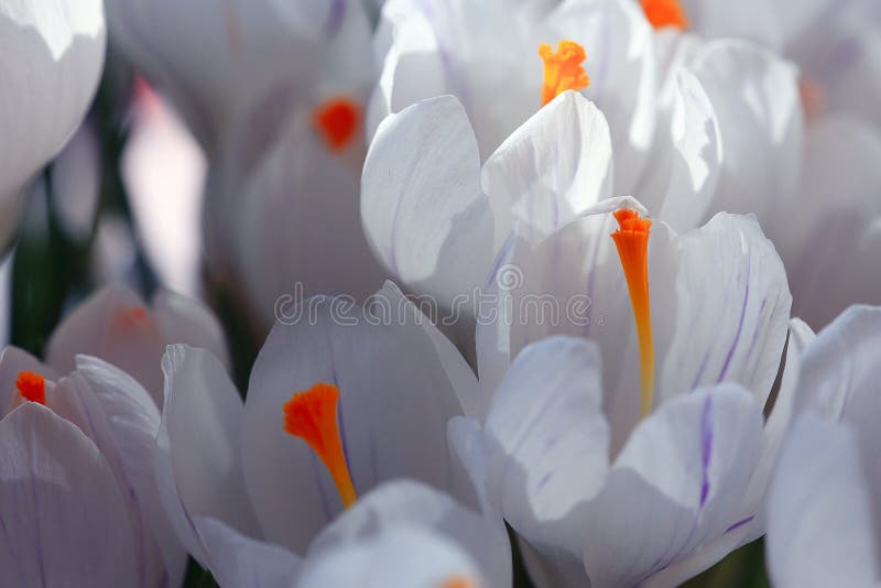Petals Delicate Flowers Texture Stock Image - Image of arrangement ...