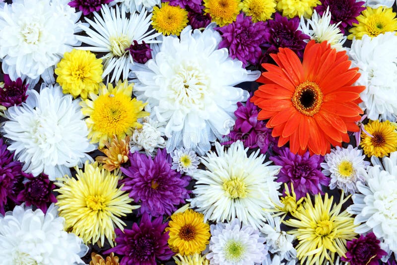 Flowers Texture stock photo. Image of detail, abloom - 38740248