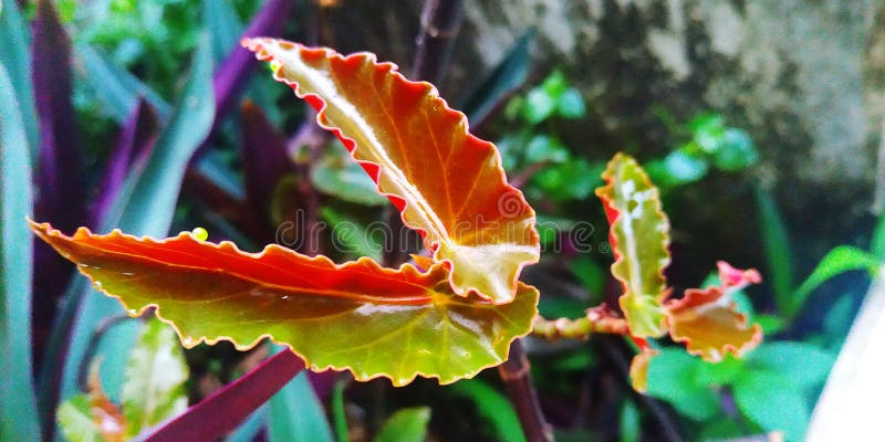 Flowers Texture Leaves Red Nature Stock Photo - Image of flowers ...