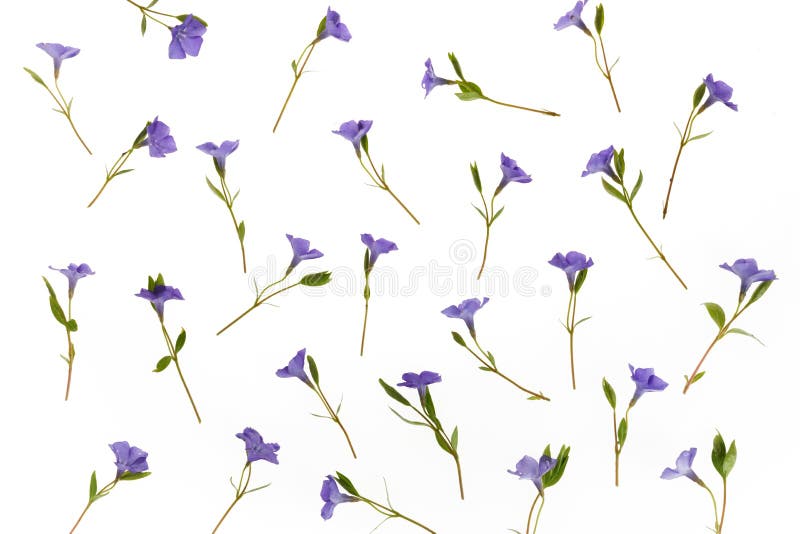 Flowers Texture. Purple Periwinkle Flowers Pattern on a White ...