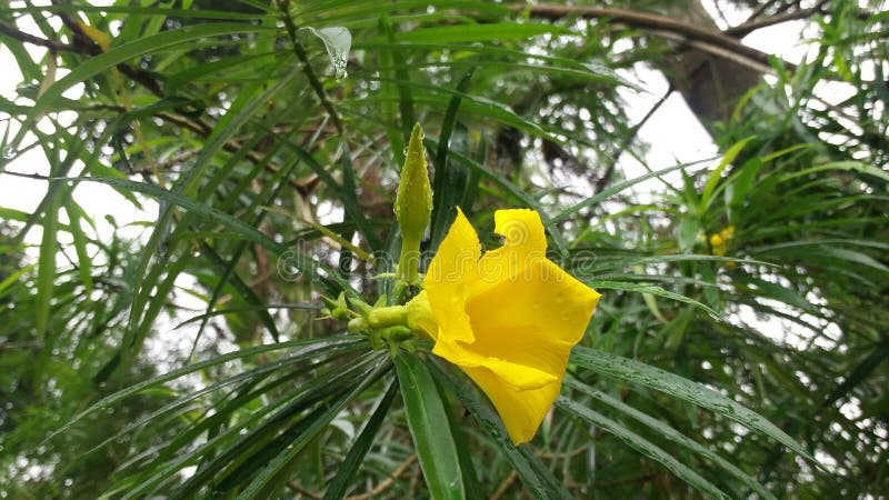 Flowers Textures Growing Flowers in Tree Stock Photo - Image of ...