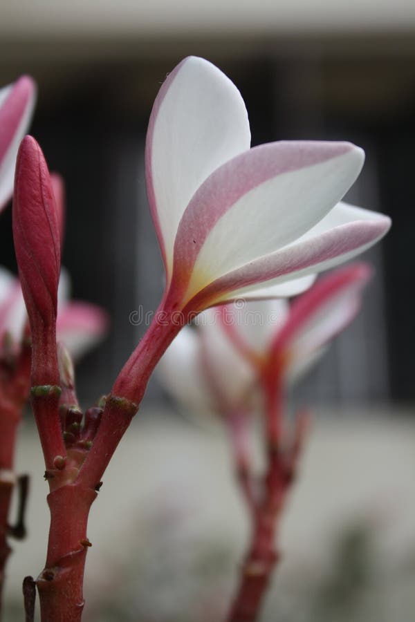 Red flowers in Thailand stock photo. Image of thailand - 107218906