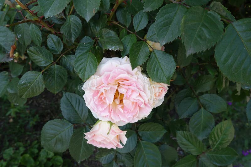 Flowers of 3 Pink Roses in the Leafage in June Stock Image - Image of ...
