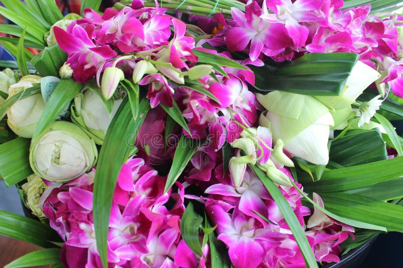 Flowers of Time and Humility. Stock Illustration - Illustration of ...