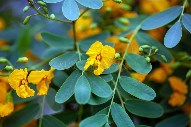 Flowers of a Tipa Tree, Tipuana Tipu Stock Photo - Image of tree, leaf ...