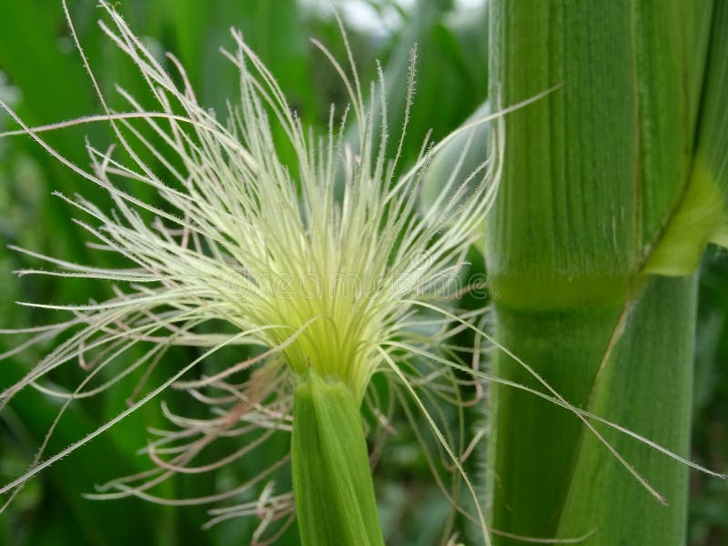 Flowers for the Formation of a Corn Crop, Corn on the Cob Stock Image ...