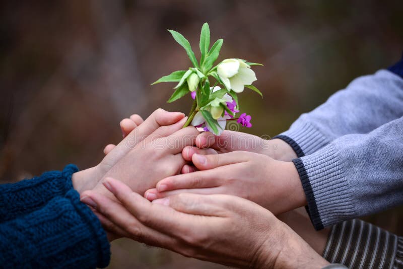 Flowers to gift stock image. Image of love, agreement - 135305987