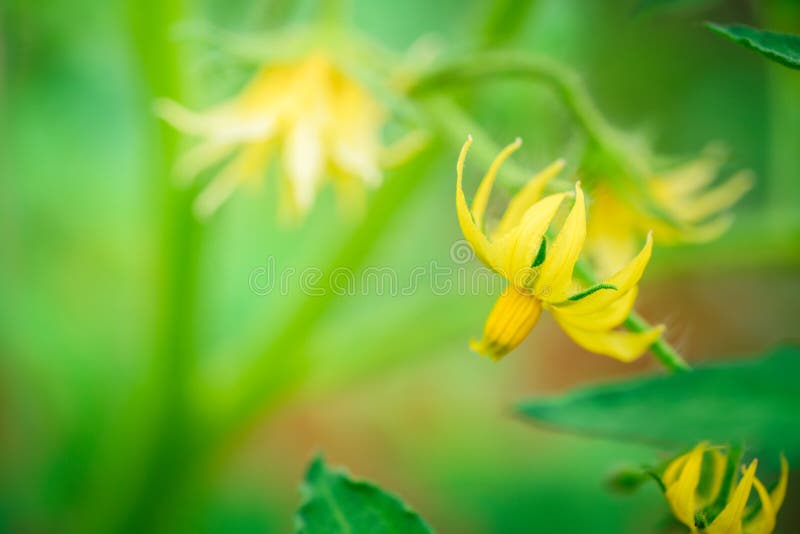 Flowers of Tomato in a Garden Stock Image - Image of fresh, flower ...