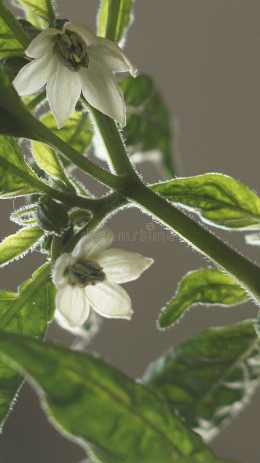 Flowers from the Tomato Tree Stock Image - Image of petal, branch ...