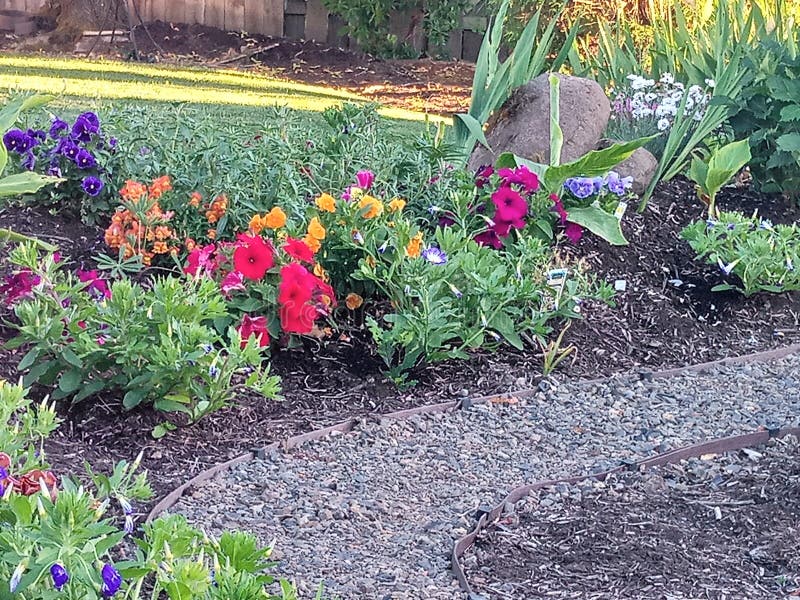 Flowers on Trail, Nufenenpass, Switzerland Stock Image - Image of blue ...
