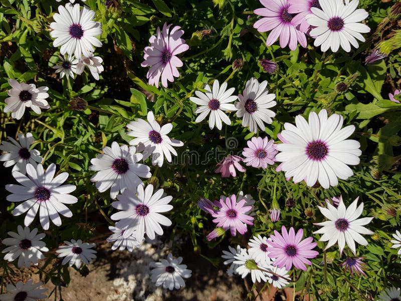 Trailing african daisy stock image. Image of bouquet - 174736923