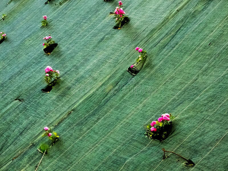 Flowers trapped in a tarp stock image. Image of style - 73848445
