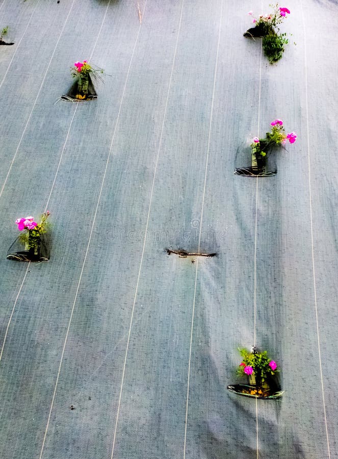 Flowers trapped in a tarp stock photo. Image of green - 73847280