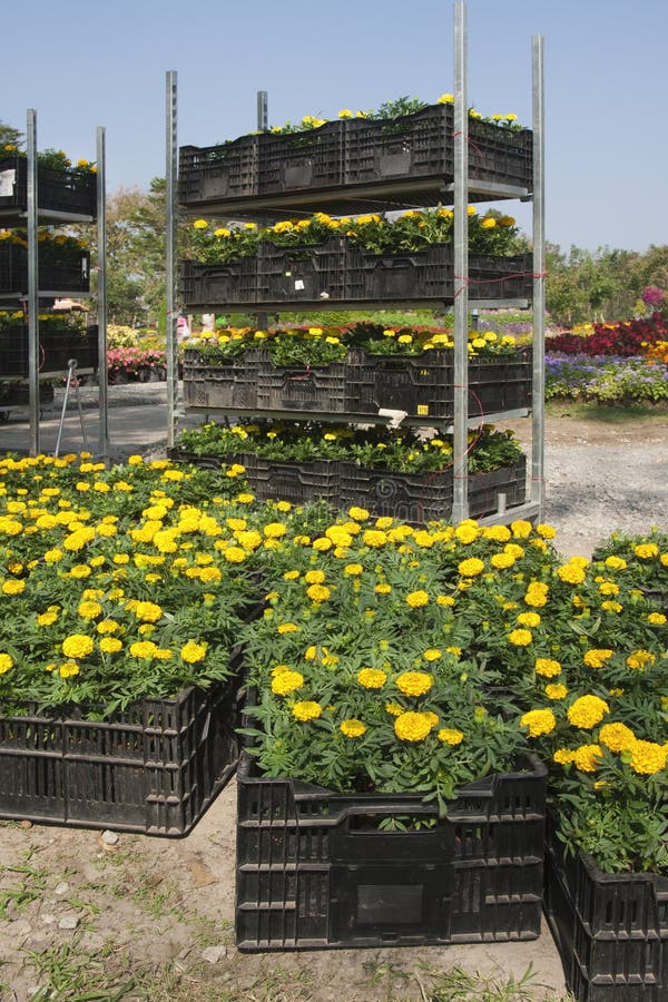Flowers and Trays with New Plants Stock Photo - Image of industrial ...
