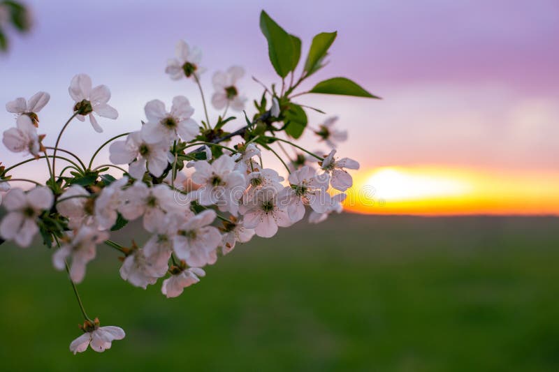 Flowers on a Tree Branch in Spring in the Garden at Sunset. Spring ...