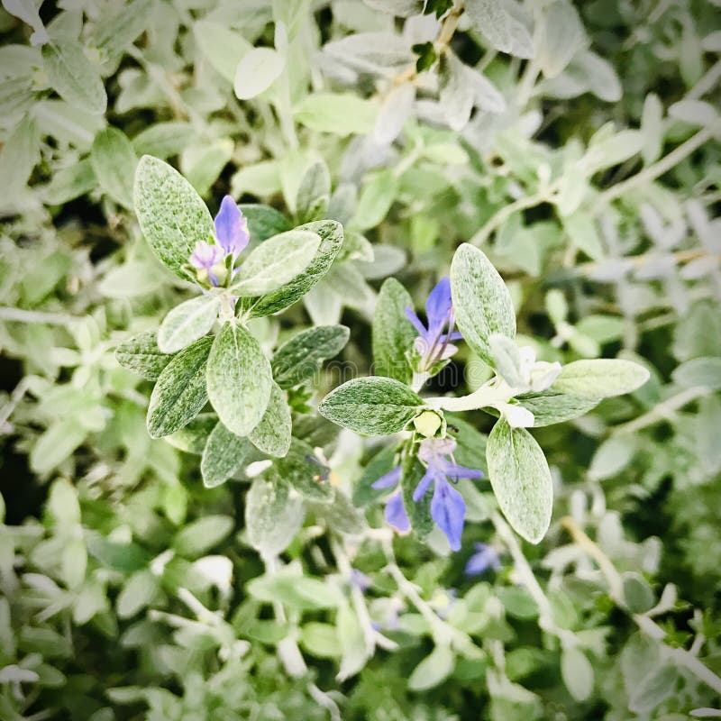Flowers Tree Germander. Teucrium Fruticans. Top View. Stock Image ...