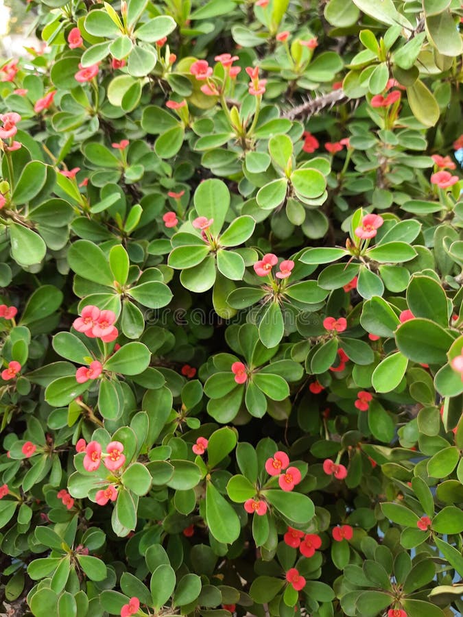 Flowers Tree Green Bush Little Red Stock Photo - Image of wildflower ...