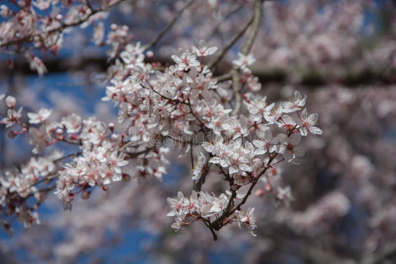 Flowers of a Tree Lit Spring Stock Photo - Image of vitamin, brown ...
