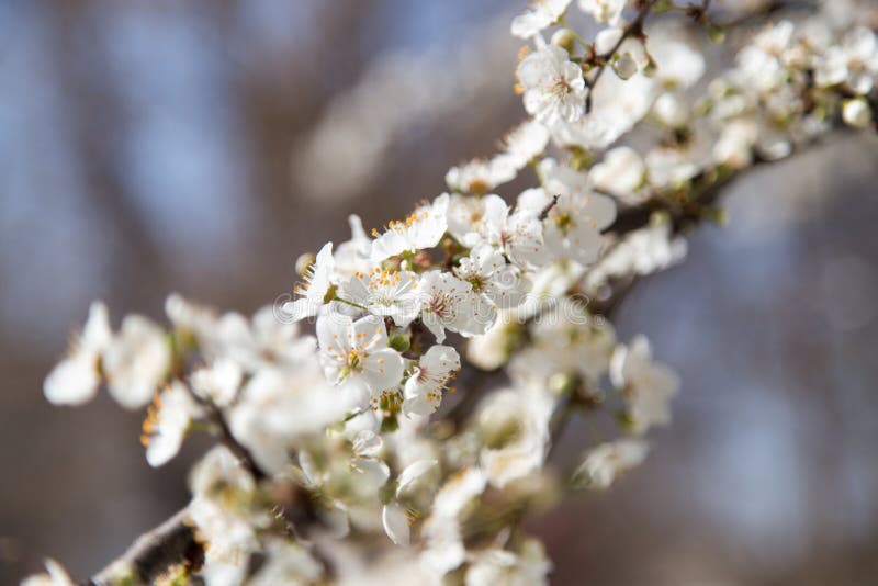 Flowers on the Tree in Nature Stock Image - Image of park, plant: 105074071